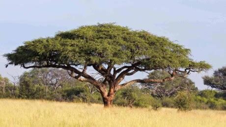 Acacia Tree Description Types And Care Tips Full Guide