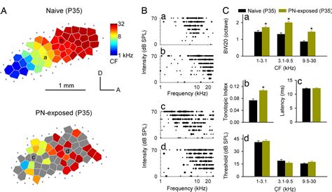 enduring effects of early structured noise exposure on temporal