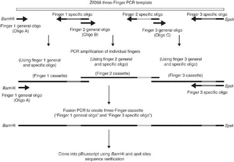 Schematic Overview Of Overlap Pcr Strategy To Assemble New Zfp The Download Scientific Diagram