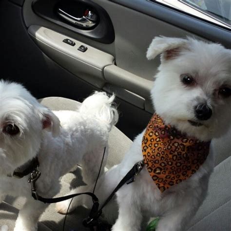 Poochie Bath And Boutique 1 Tip