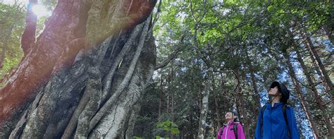 乗鞍山麓 五色ヶ原の森 ひとりじめ 案内板のない登山道