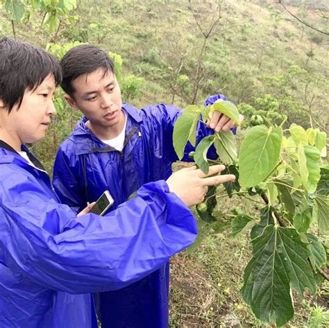 全国乡村振兴青年先锋标兵丨杨安仁：致富路上的“拓荒牛”油桐贵州省产业化