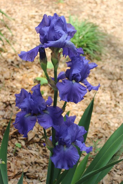 Eye Spy Iris Floweralley