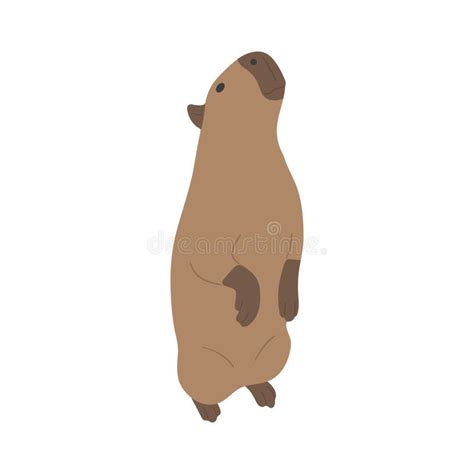 Greater Capybara Stock Illustrations 68 Greater Capybara Stock