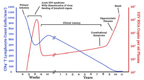 1 A Generalized Graph Of The Relationship Between Hiv Copies Viral Download Scientific