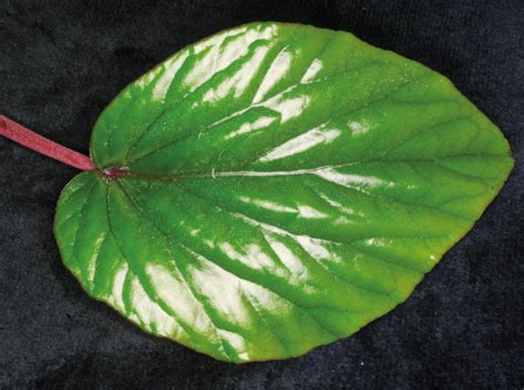 植物王国 云南极小种群保护野生植物物种58 中国自然保护区生物标本资源共享平台