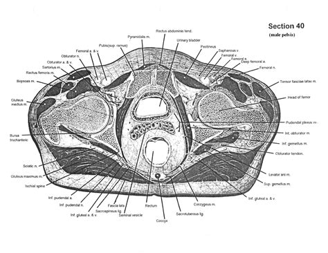 cross sectional human anatomy