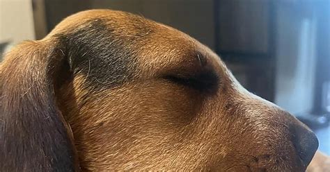 Beagle Vs Rattlesnake 2 Album On Imgur