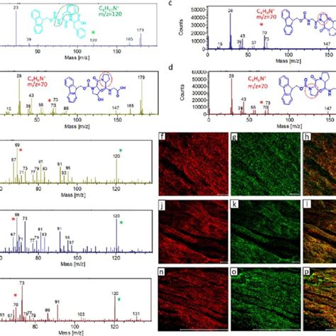 Co Assembled Hybrid Hydrogels Of Collagen Mimicking Peptides And Download Scientific Diagram