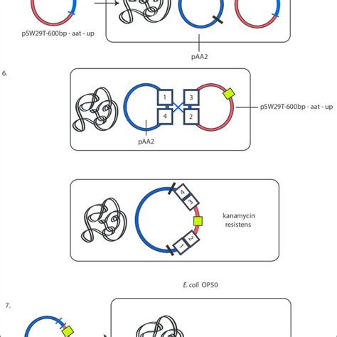 1 Flowchart Of Plasmid Transformation The Authors Download Scientific Diagram