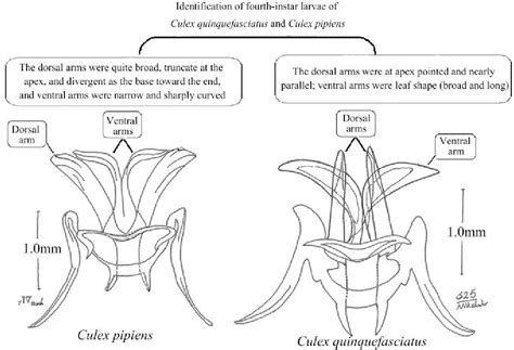 Figure 4 From A Pictorial Key For Culex Pipiens Complex Diptera Culicidae In Iran Semantic