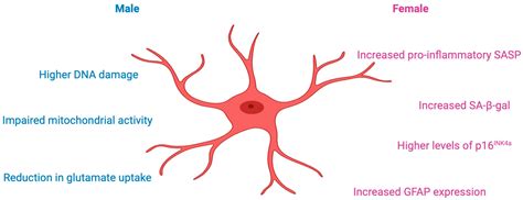 Sex Differences In Astrocyte Activity