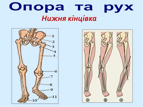 Будова скелета людини презентация онлайн
