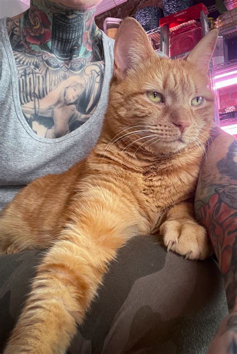 Meet Little Sister — Lucky Cats Rescue