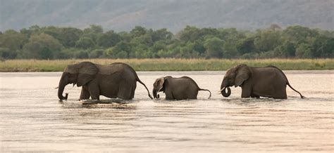 A Week By The Zambezi River With Discover Africa Discover Wildlife