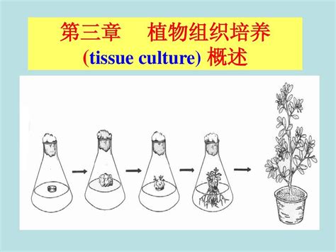 3第三章 植物组织培养简介 Word文档在线阅读与下载 无忧文档