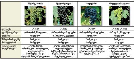 ვაზის ქართული ჯიშების კლონური სელექცია Agronews Ge