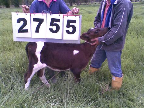 Python Extract Cow Number From Image Stack Overflow