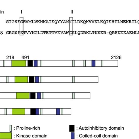 A Partial Amino Acid Sequence Of The Kinase Domain Of Pka And Wnk1 Download Scientific