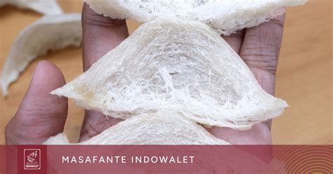 Edible Swiftlet Nest Edible Nest Swiftlet — Famous For Birds Nest