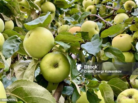 나무에 녹색 익은 사과 과일 나무의 많은 과일 사과 나무의 가지에 사과의 큰 수확 개념 가을 과일 가을에 대한 스톡 사진 및 기타 이미지 Istock