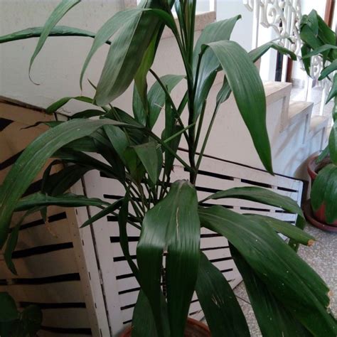 Huawei Y Pro Review Phoneworld