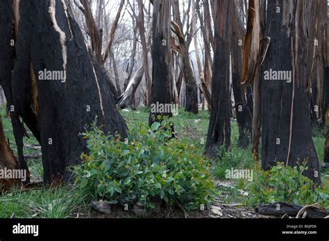 Fire Damaged Trees And Bush Showing Regrowth A Year After A Bushfire Stock Photo Alamy
