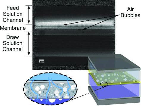 Schematic Of Membrane Test Cell And Representative Optical Density
