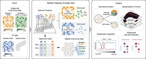 Revealing Spatial Multimodal Heterogeneity In Tissues With Spatrio Cell Genomics