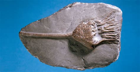 Crinoids Fossils