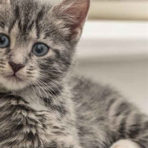 Bhushan Chaudhari Veermata Jijabai Technological Institute Mumbai