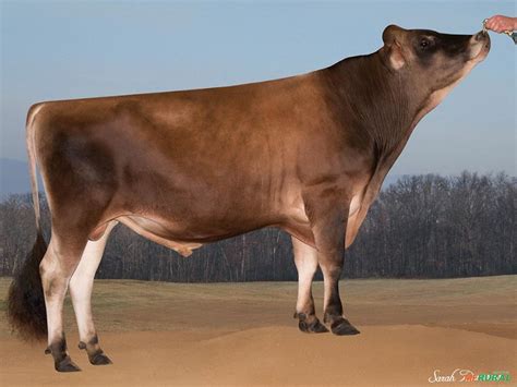 Op Script Roblox Preço Venda Compra MF Rural