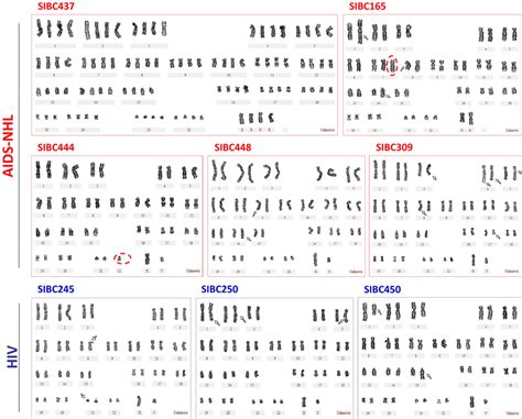 Representative Results Of G‐banded Karyotype Of Sibc Lines Various
