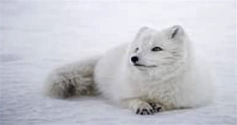 Winter Elemental Foxes Eastern Wolves And Western Wolves Wiki Fandom