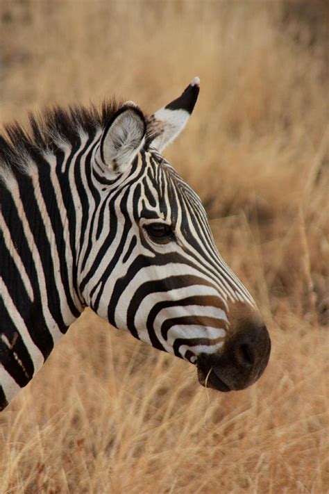 Zebra Head Photograph by Tilen Hrovatic | Fine Art America