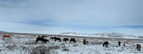 Нандин Адууны хомоол ханхалсан атар онгон тал минь Аргалын утаа шингэсэн дугуй цагаан гэр минь