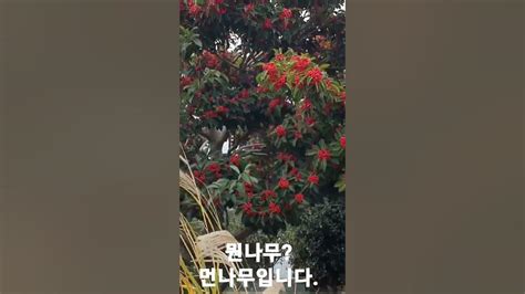 겨울이면 붉은 열매가 빛을 발휘하는 먼나무와 갈대 그리고 제주 바람 Youtube