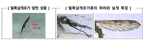 잦은 비와 높은 기온‥말라리아 옮기는 모기 급증
