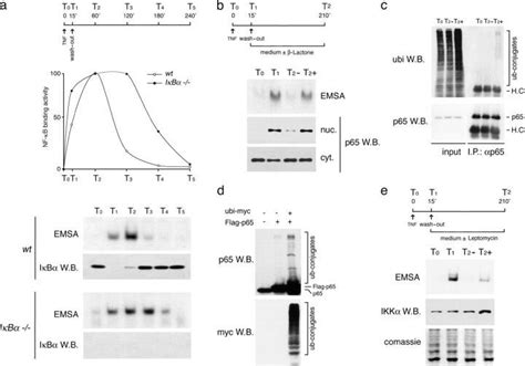 Termination Of The Nf κb Response In Iκbα Deficient Cells A Kinetics Download Scientific