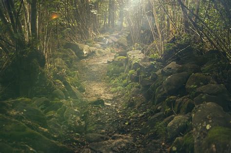 4k Wallpaper Inside Jungle Way Image