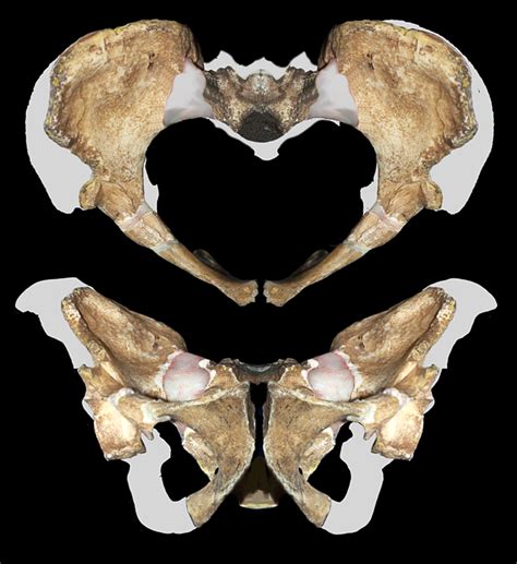 Australopithecus Sediba