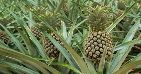 Pineapple Growth Stages Giy Plants