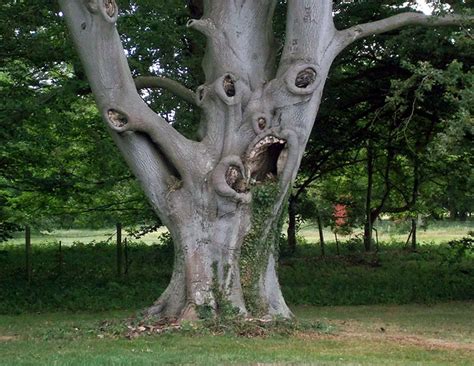 Trees That Look Like Something Else And Will Make You Look Twice Bored Panda