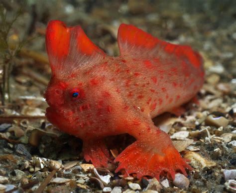 Red Handfish Population Monitoring Handfish Conservation Project