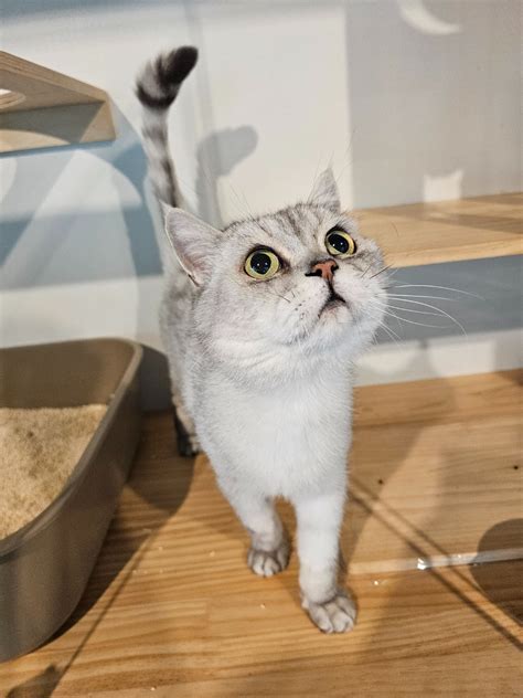 브리티쉬 숏헤어 수돌이 고양이 책임무료분양 ♥ 강아지무료분양 고양이무료분양 유기견입양 아이조아요양보호소