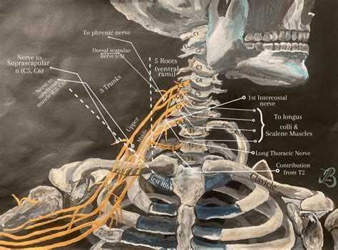Thoracodorsal Nerve
