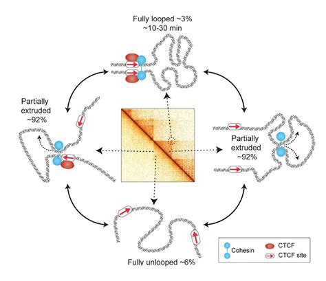 Structures Considered Key To Gene Expression Are Surprisingly Fleeting Center For Systems