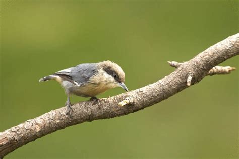 Pygmy Nuthatch Field Guide Pictures Habitat And Info Optics Mag