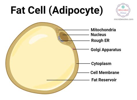 Fat Cells Definition Types Structure Functions Diseases