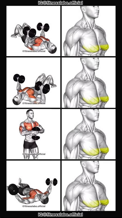 Precise Bodybuilder Workout Chart Bodybuilding Schedule Chart Bodybuilding Chart For B